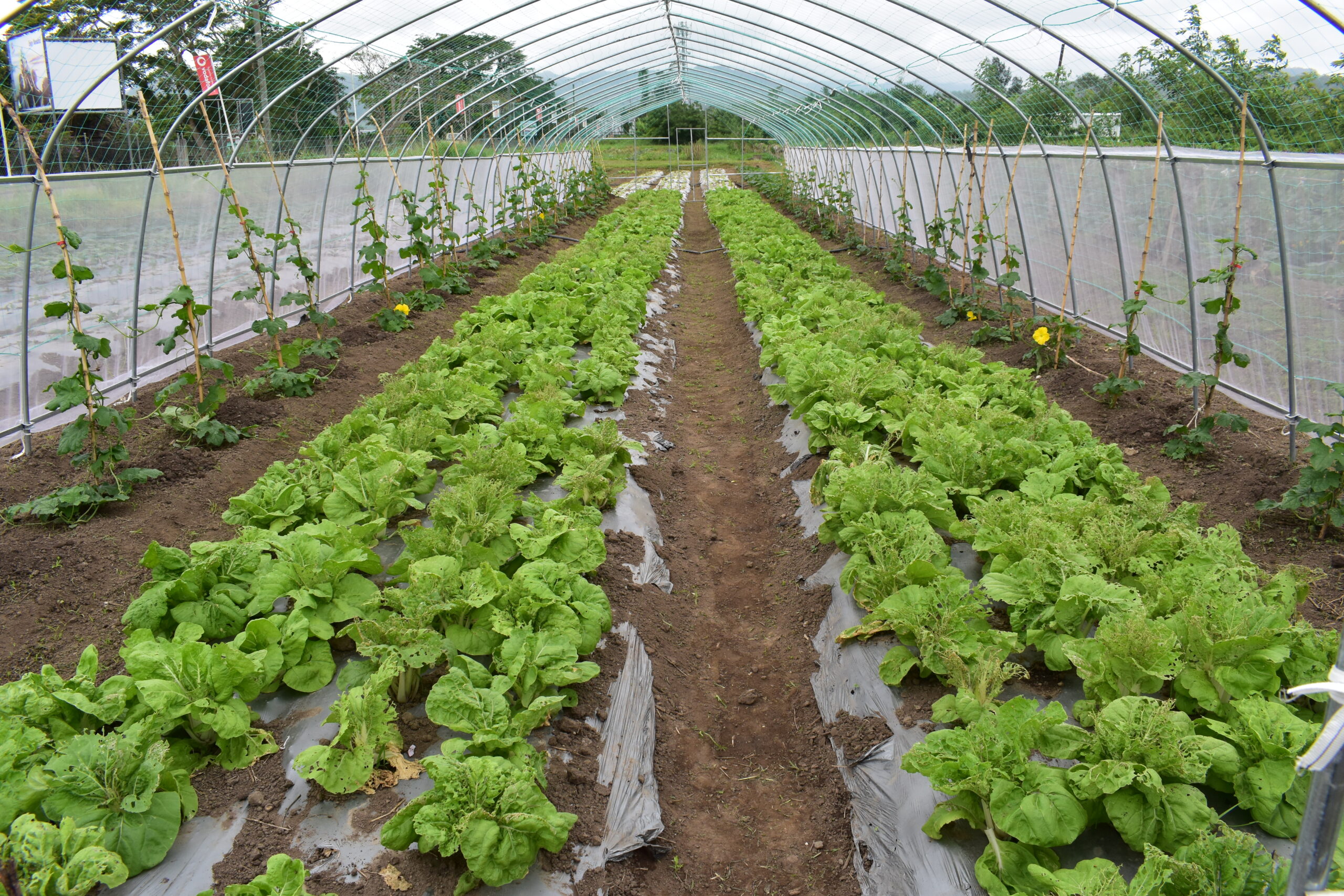 Vegetable Farming Collective in Malo - ActionAid Australia